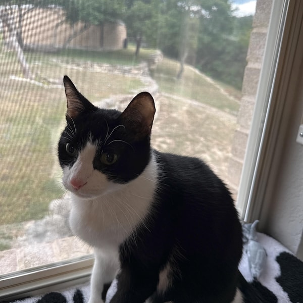 Window Sill Cat Pad/ 8 Sill Pad - Etsy