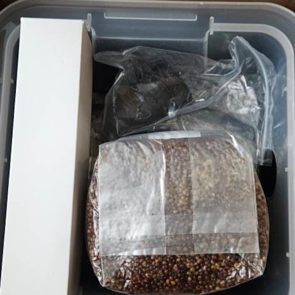 3 Pack | 5lb Milo Sorghum Grain Spawn| Sterilized Grain for Mushrooms ...