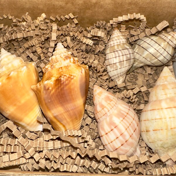 Banded Tulip Shells (2 Pcs), Florida Seashells, Bulk Seashells - Etsy