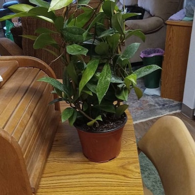 Hoya Pubicalyx Splash in 6pot With Hoop - Etsy