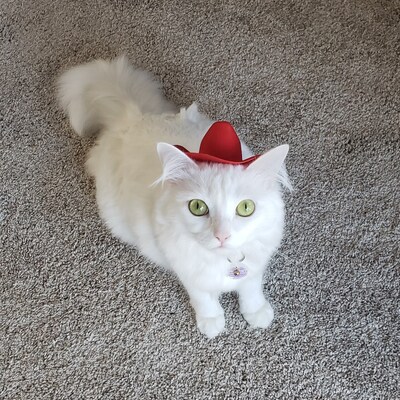 Red Cowboy Cat Hat for Your Cat - Etsy