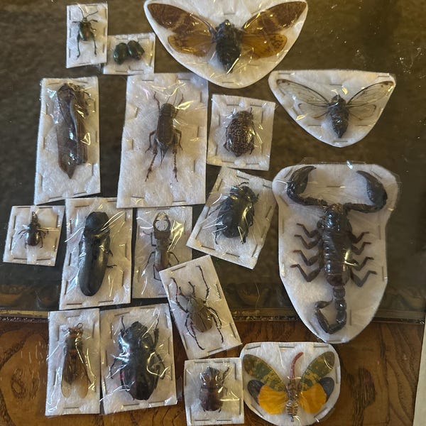 15 Real Assorted Beetles Bees Cicada Scorpion Butterfly - Preserved ...