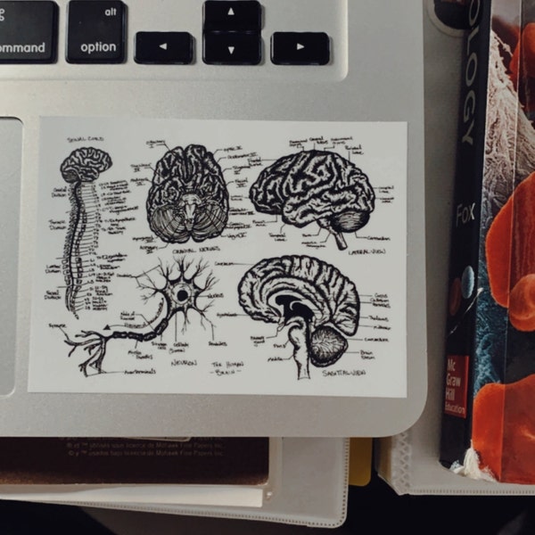 Laptop Sticker Anatomy Neuro Brain Diagram Vinyl, Nursing Student ...