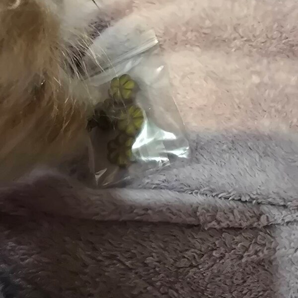 Ten Leaf Shape 10x8mm Czech Glass Beads - Etsy