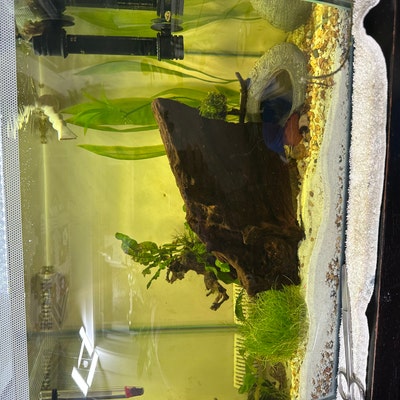 CHEAP Random BOGWOOD 20-30cm Fish Tank Root for Java Fern Moss Live ...