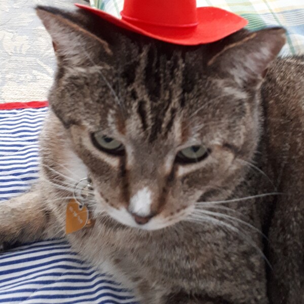 Red Cowboy Cat Hat for Your Cat - Etsy