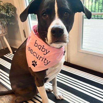 Ball-less & Flawless Dog Bandana, Funny Dog Bandana, Neuter Bandana ...