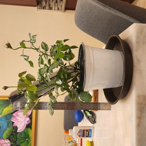 Rare New Rose. Red Juicy Terrazza. 红果汁flower Machine. Continue Blooming ...