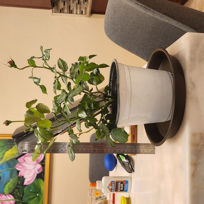 Rare New Rose. Red Juicy Terrazza. 红果汁flower Machine. Continue Blooming ...