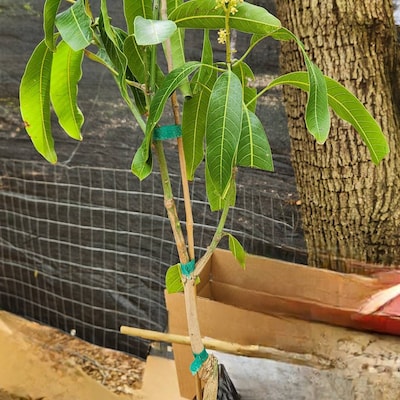 Fallglo Tangerine Grafted 3ft 4 Feet Tall No Shipping Ca - Etsy