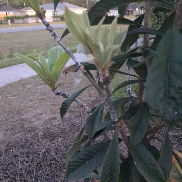6 Rare BIG FRUIT Loquat Cuttings, White Flesh Hybrid, Big Jim ...