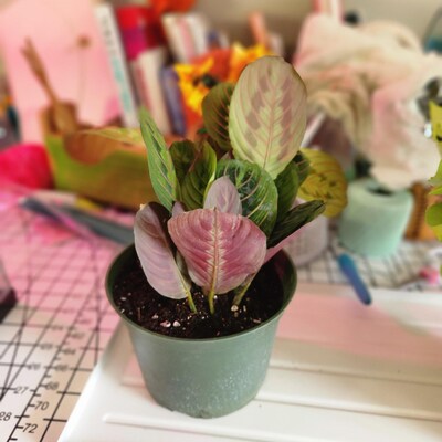 Elliot Planter Speckled Ombré Ceramic Pot in Multiple Sizes - Etsy