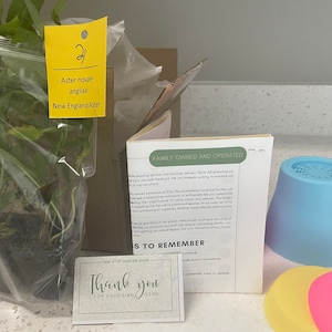 Carex Lurida Shallow Sedge Bareroot Wetland Restoration Live Plant ...