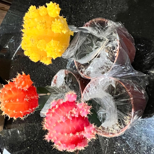 Grafted Colorful Three Moon Cactus Collection - Etsy
