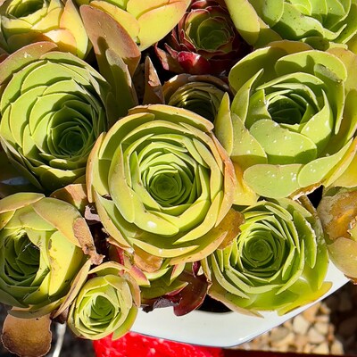 Rare Dudleya Farinosa Cluster Old Trunk Live Rooted , Get 2 Free ...