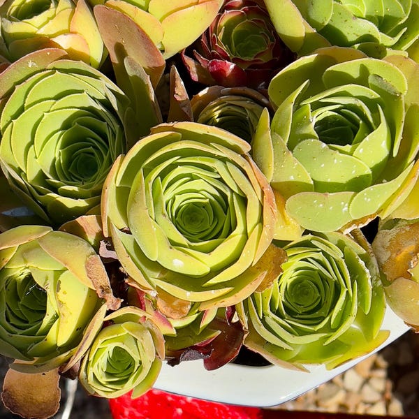 Rare Astridia Velutina Variegated Live Rooted , Get 2 Free Succulents ...