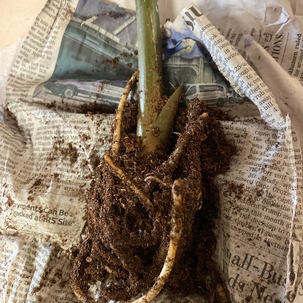 Red Pine Cone Shampoo Ginger Awapuhi Live Plant Start Organic Zingiber ...