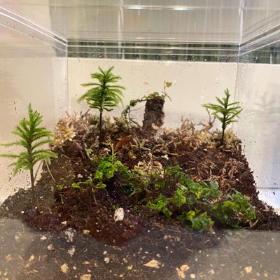 Fire Moss/ Ceratodon Purpureus Bonsai, Terrarium, Fairy Garden, Moss ...