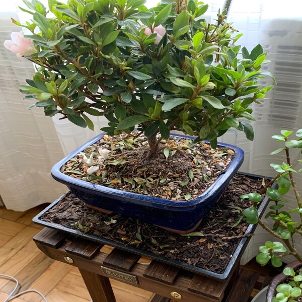 Natural Forest Mulch/humus (organic Additive for Soils and Substrates ...