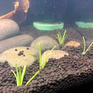 15x Dwarf Sagittaria Subulata Dwarf Sag Live Aquarium Plants - Etsy