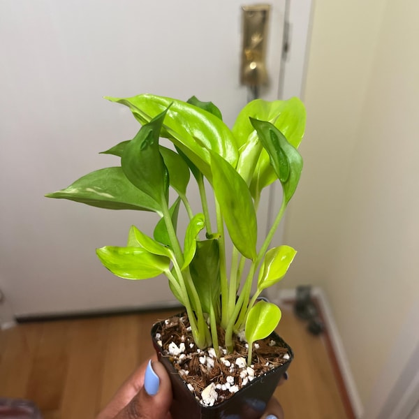 Scindapsus Lucens/anadendrum Affine/shingling Vine/pothos/philodendron ...