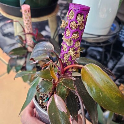 Mini Totem Insert for Orchidbox Mini Greatly Improves Interior ...