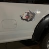 English Shepherd Car Decal, English Shepherd Magnet, English Shepherd ...