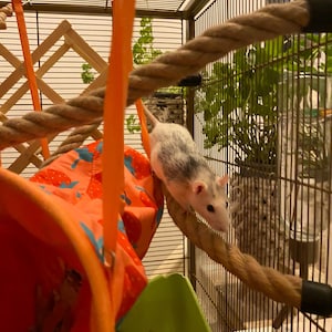 2 in 1 Perch Natural Wood Perch and Swinging Pine Dowel Perch With ...