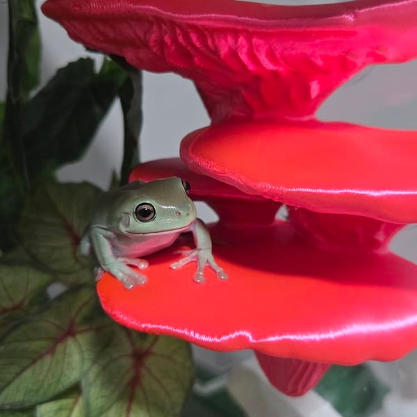 Multi-level Mushroom Ledge Hanging for Crested Geckos, Tree Frogs ...