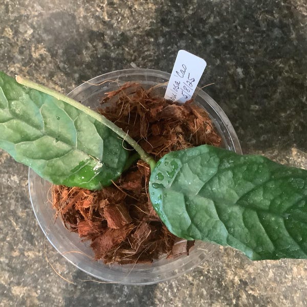 Hoya Sulawesiana Albomarginata Rooted Plant - Etsy