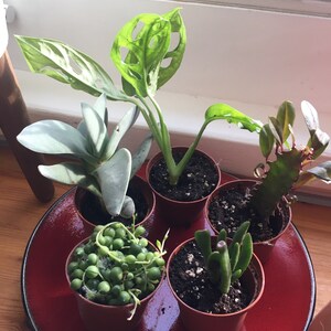 Blue Clamshell Pot Plant Decor for the Beach House Tin | Etsy