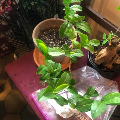 Camellia Sinensis live Tea Plant Propagated From Plants at Former ...