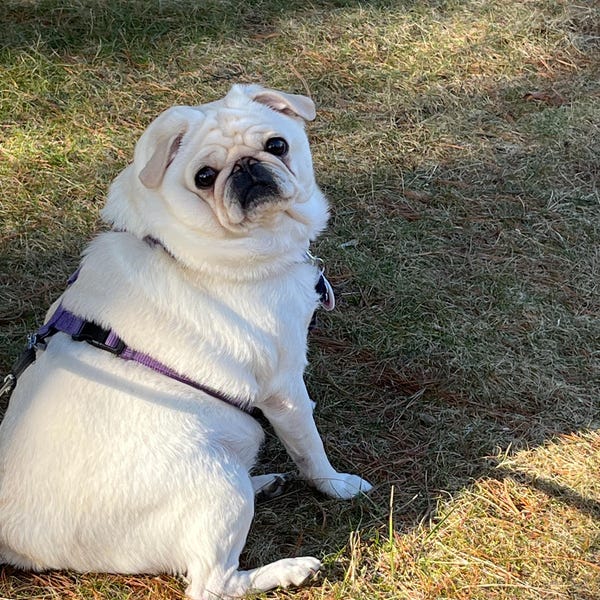 Custom Emotional Support Animal ID Tag, Personalized ESA Badge for Dogs ...