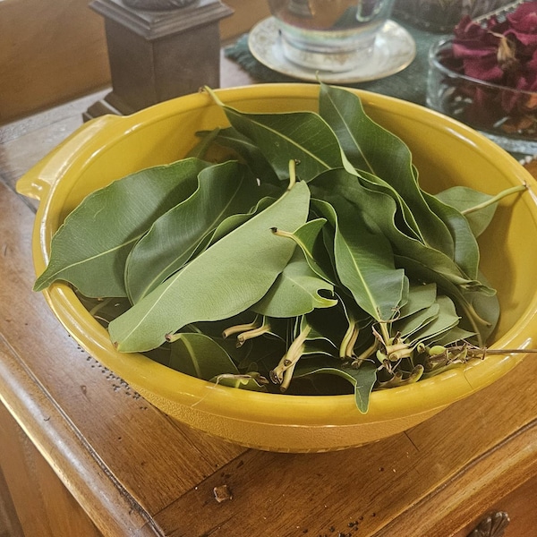 Fresh Green Jamun Leaves -organic Leaves Picked 10 Min Before Shipment ...