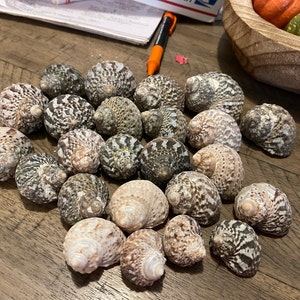 Nessastores Threaded Abalone Sea Shell One Side Polished Beach - Etsy