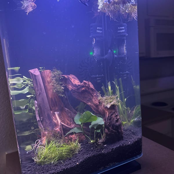 Medium Seiryu Stone for Nano Tank | Iwagumi Style | Aquarium Aquascape ...