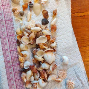 TRANSLUCENT JINGLE SEASHELLS 10-50pcs Coastal Beach | Etsy