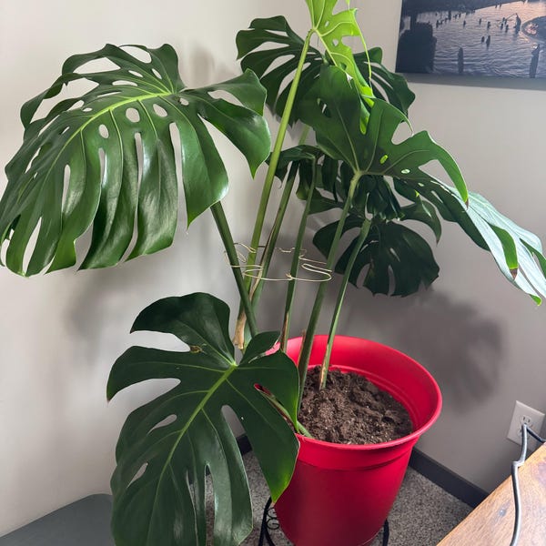 Monstera Shaped Plant Support for Smaller Indoor Potted House Plants ...