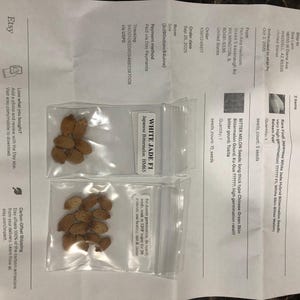 25 Dosakkai INDIAN Heirloom Cucumber Seeds; Dosakai, Sambhar Dosakaya ...