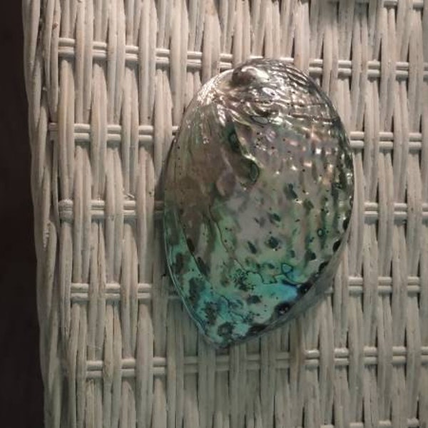 AA+ 12-14cm LARGE Abalone Shell, Ritual Shell, Nautical Decor, Coastal ...