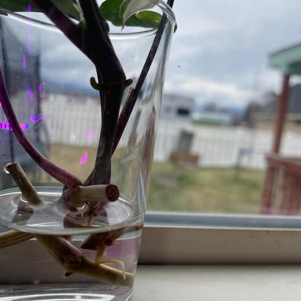 Market Botany Prop Drops - Liquid Propagation Supplement, Root Growth ...