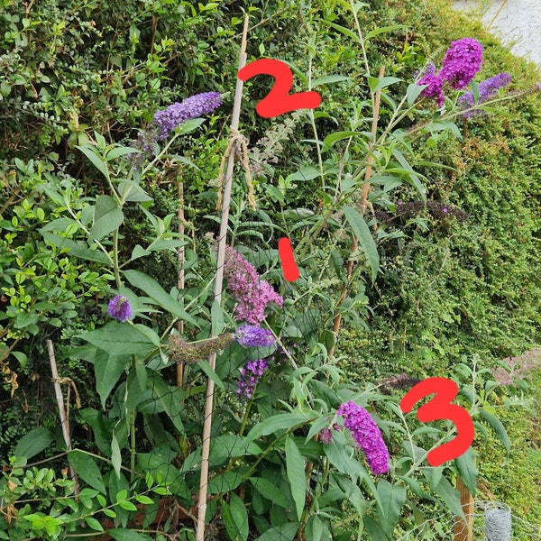 Buddleia Tricolour (3 X 9cm Pots) Butterfly Bush Mixed Colours Healthy ...
