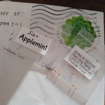 Applemint Seeds mentha Suaveolens Apple Mint Woolly Mint Pineapple Mint ...