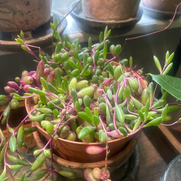 Ruby Necklace, String of Rubies, Little Pickles, Othonna Capensis ...