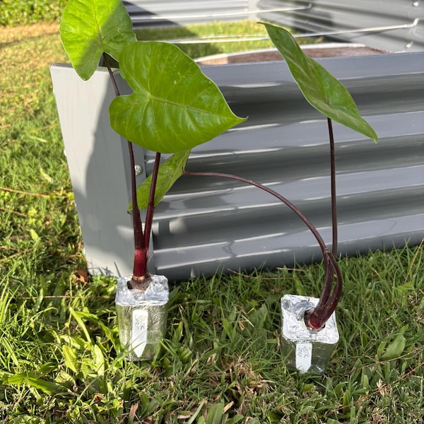LIVE Pacay Icecream Bean Tree 'inga Feuillei' Rooted in a Small Pot ...