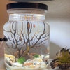 Large Shrimp Ecosphere - Closed Aquatic Ecosystem (glass, Natural ...