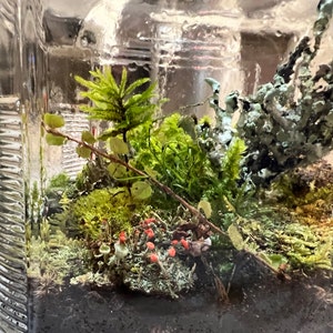 Large Terrarium Assortment Mix of British Soldier Pixie Cups - Etsy