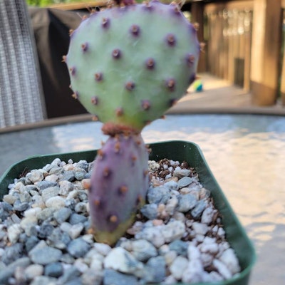 Giant Watch Chain Princess Pine Live Potted Succulent in - Etsy