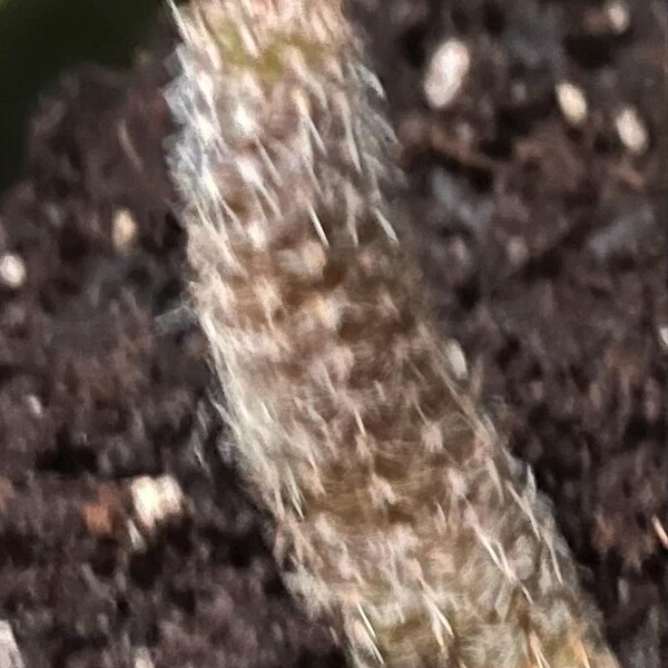 Cephalocleistocactus Ritteri Cactus Seeds - Etsy