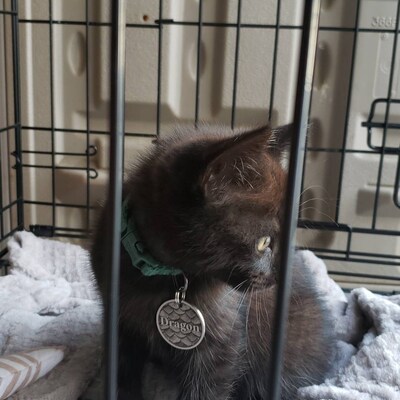 Brass Dog Tag, Personalized Brass Pet ID Tag, Custom Cat Tag, Unique ...